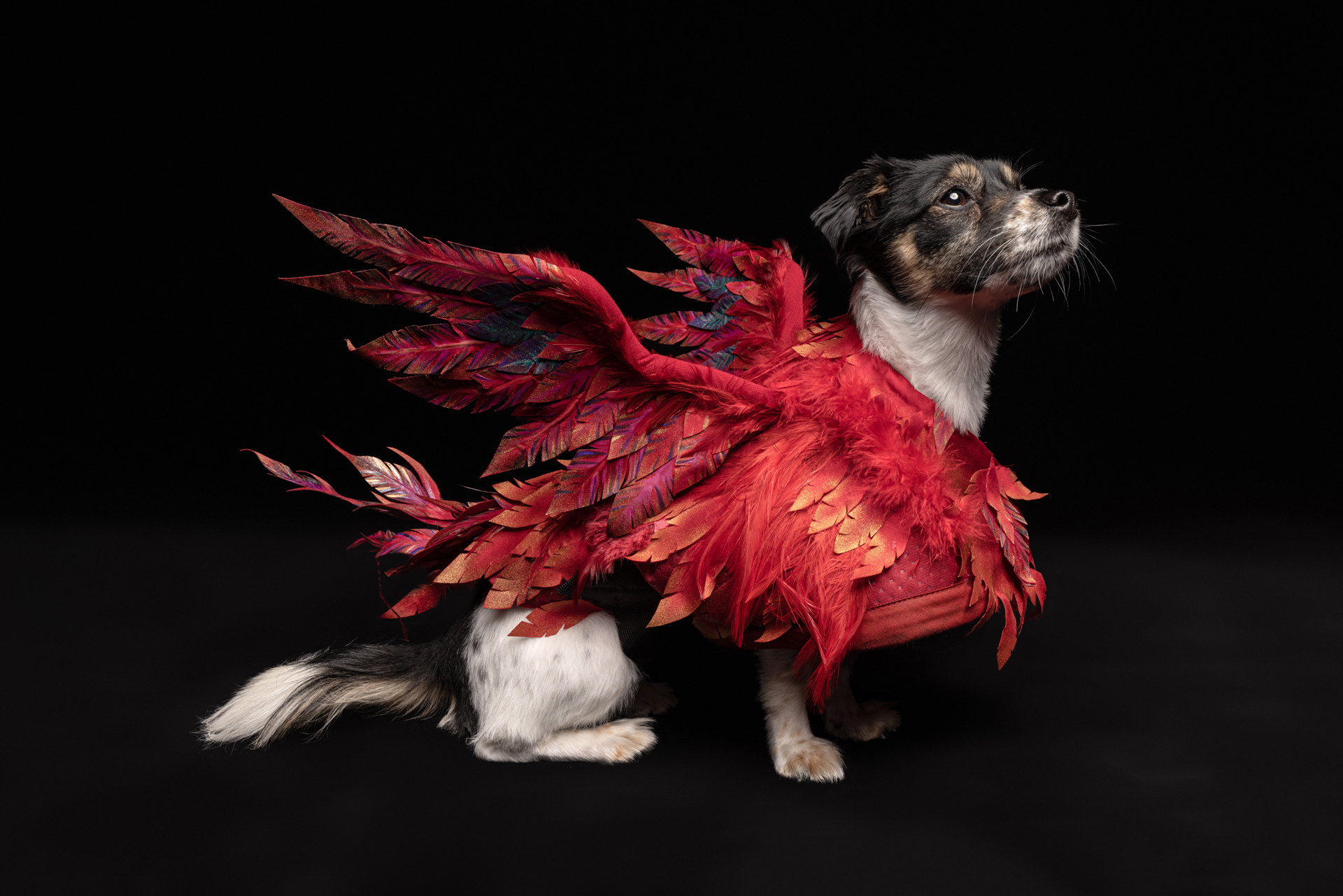 Final Fantasy XVI and RSPCA team up for Paws of Valisthea - Checkpoint