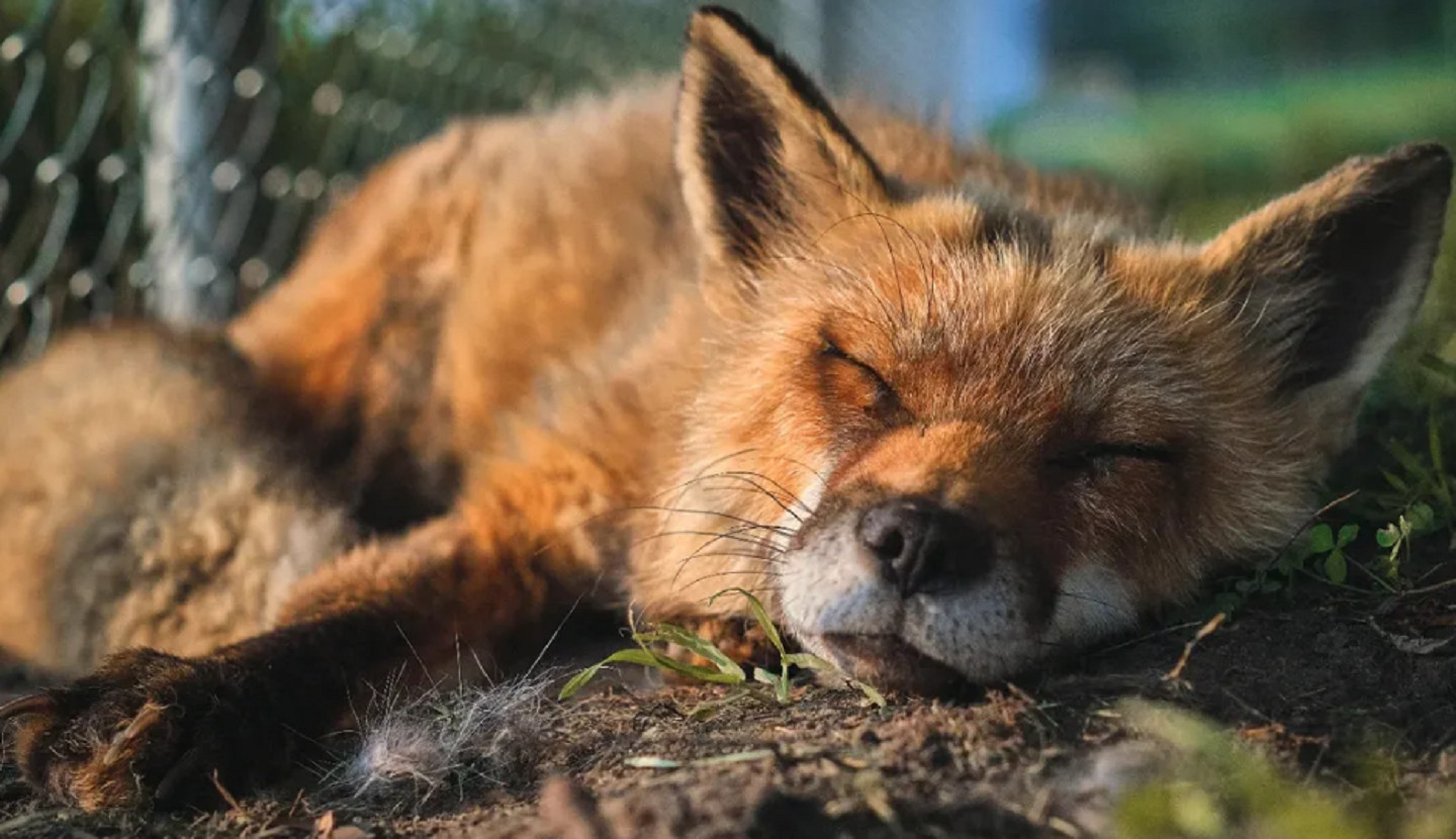 Beloved voice-acting fox, Finnegan Fox has passed away - Checkpoint